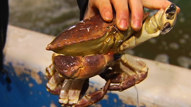 Alergias Alimenticias|Frutas Manuela|Pescadería Itsane|Fruta|Pescado