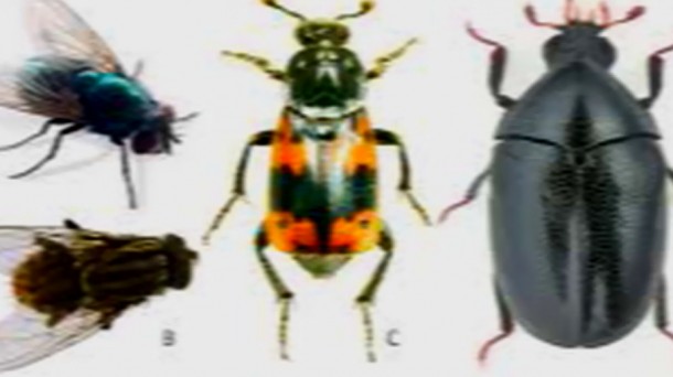 Vídeo: Los insectos necrófagos, fundamentales para esclarecer crímenes
