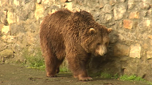 VIDEO: El Karpin de Karrantza necesita ayuda para mantenerse