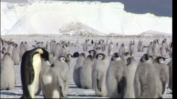 Vídeo El Cambio Climático Pone Al Pingüino Emperador En Peligro De