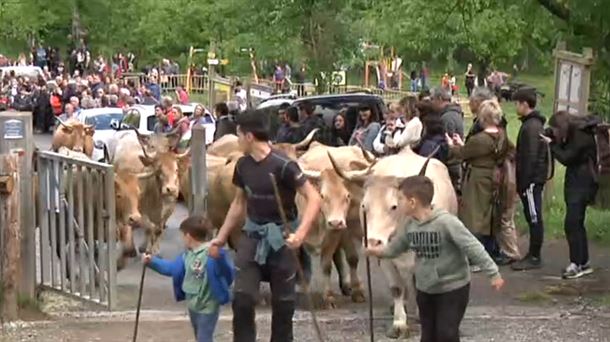 Vídeo: Larraitz celebra la apertura de los pastos de Aralar