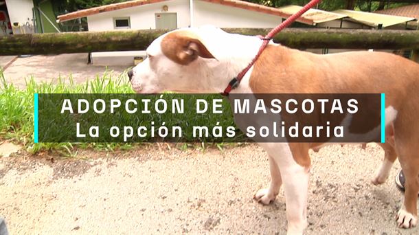 Vídeo: Adopción de mascotas: Los perros son los animales que más se adoptan